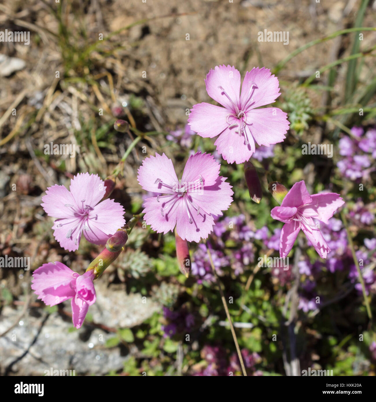 Alpine flower, Dianthus Sylvestris Wulfen, Aosta valley Italy. Photo ...