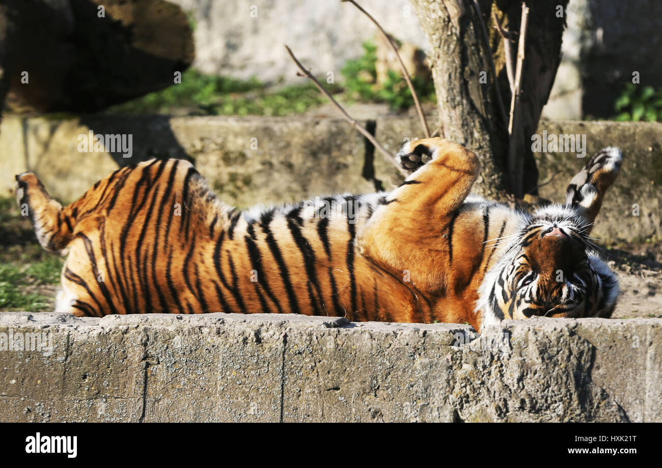 Warsaw, Poland. 28th Mar, 2017. A tiger is seen at the Warsaw Zoo ...