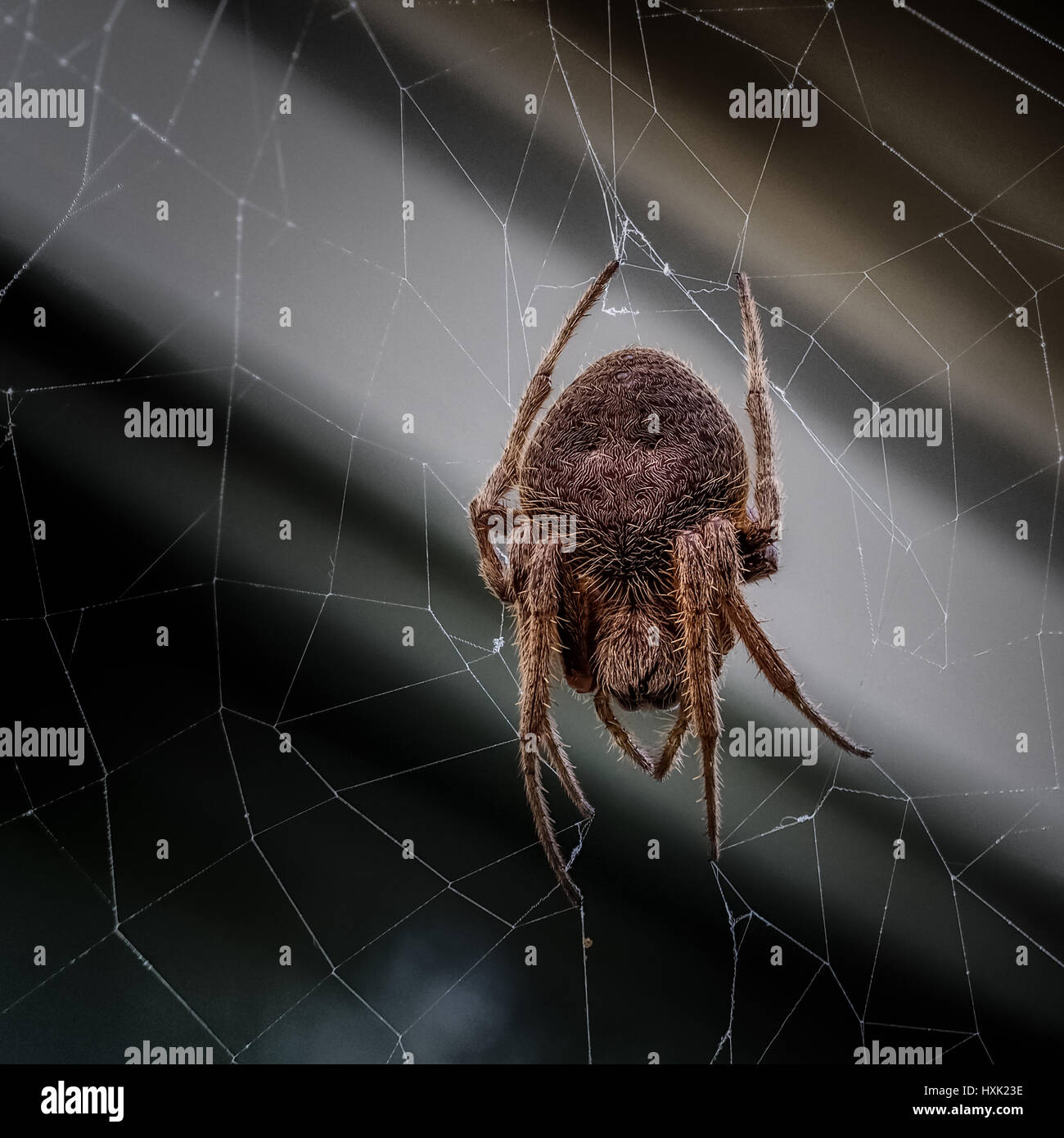 Female wolf spider hi-res stock photography and images - Alamy