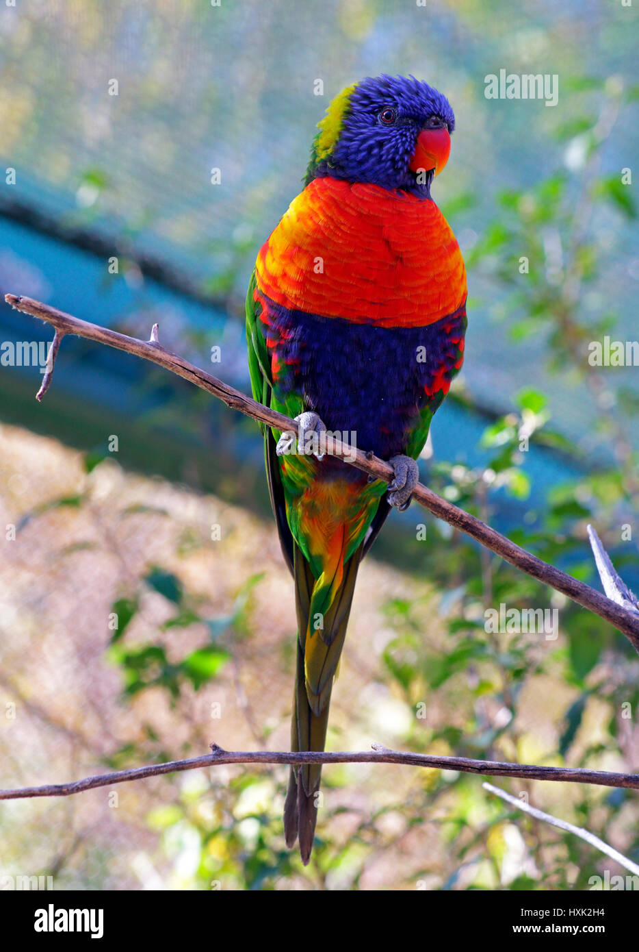 Magic parrot hi-res stock photography and images - Alamy
