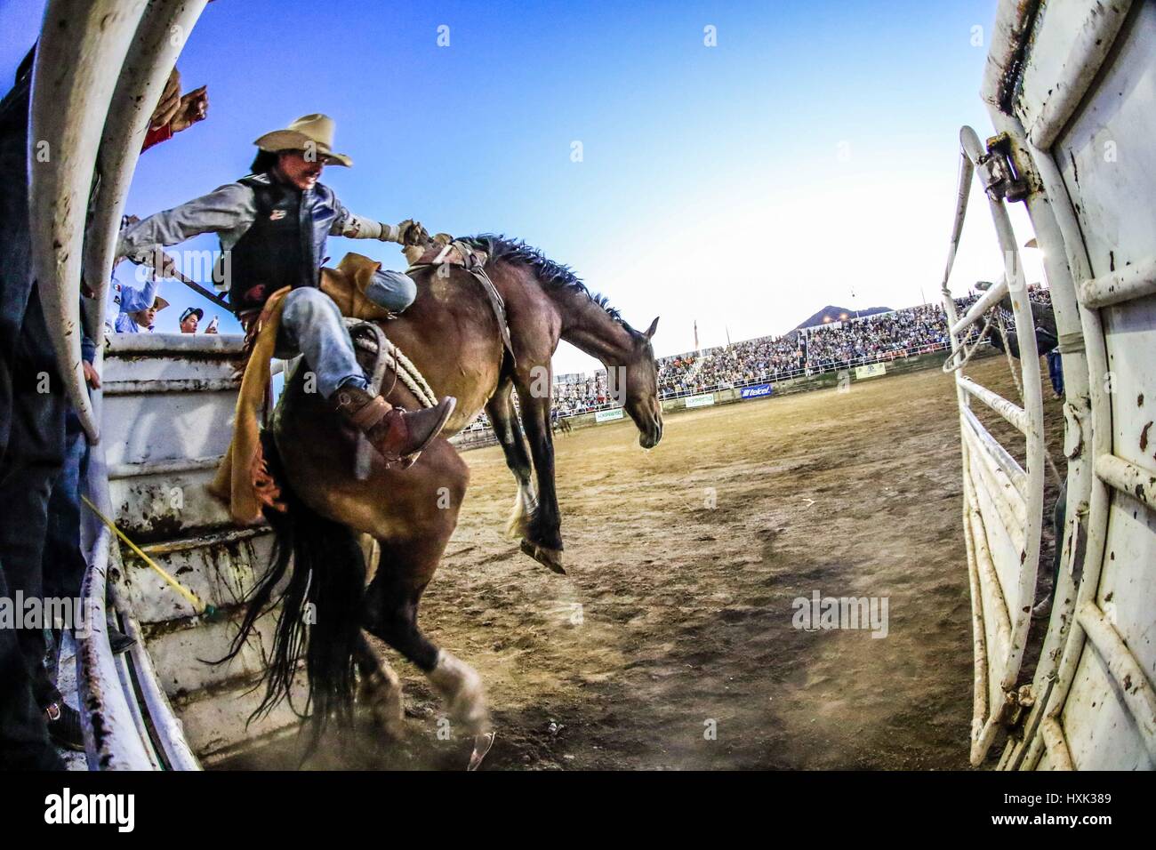 Mexican vaquero chihuahua hi-res stock photography and images - Alamy