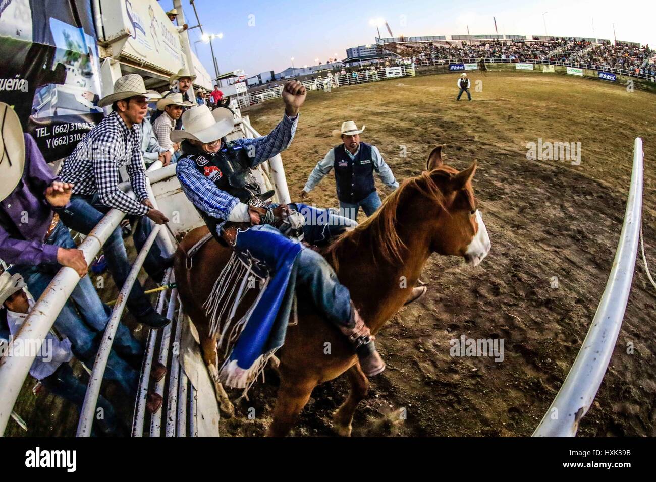 Report about rodeo riders and environment around this Vaquero sport ...