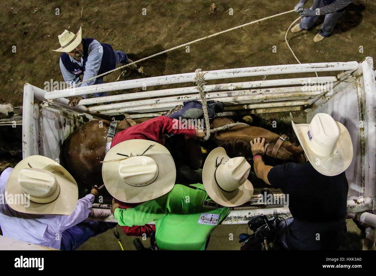 Mexican vaquero chihuahua hi-res stock photography and images - Alamy