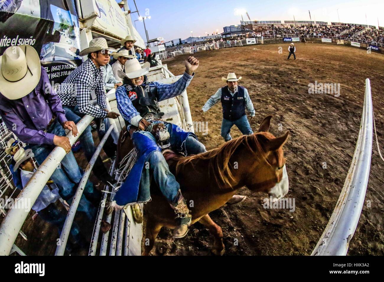 Mexican Vaquero Chihuahua High Resolution Stock Photography and Images ...