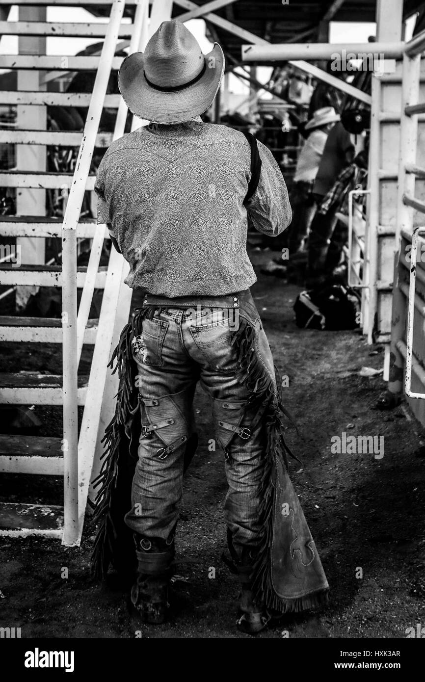 Mexican vaquero chihuahua hi-res stock photography and images - Alamy