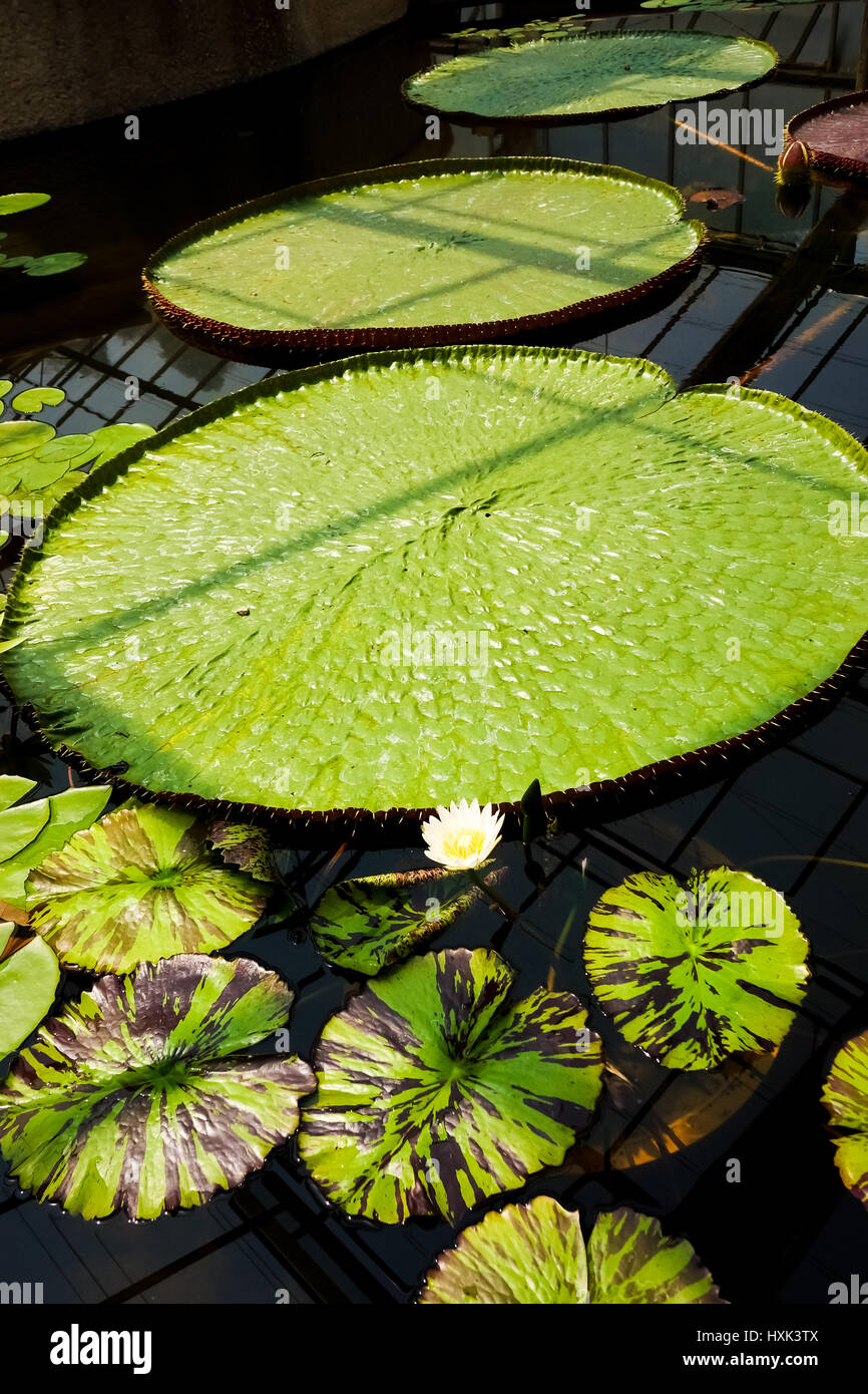 Victoria Regia, the world's largest leaves, of Amazonian water lilies ...