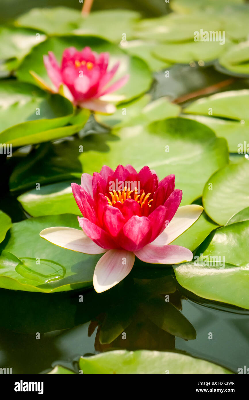 Vibrant lotus flower hi-res stock photography and images - Alamy