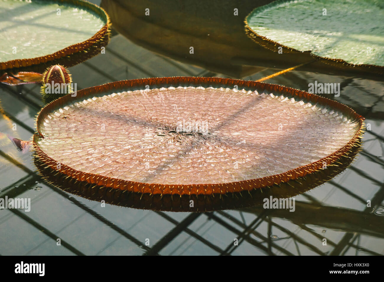 Victoria Regia, the world's largest leaves, of Amazonian water lilies ...