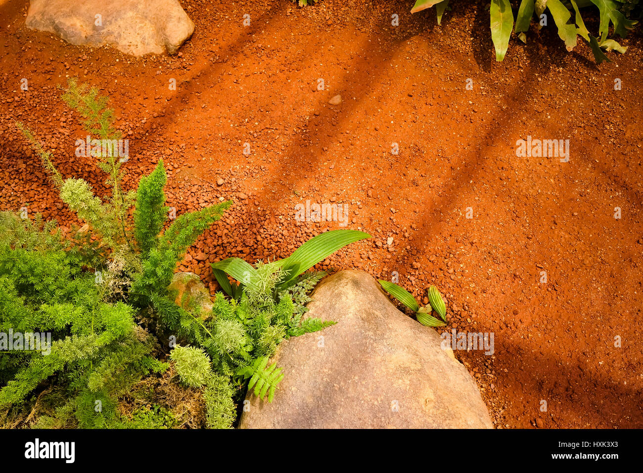 Fresh green small ferns on floor Stock Photo - Alamy