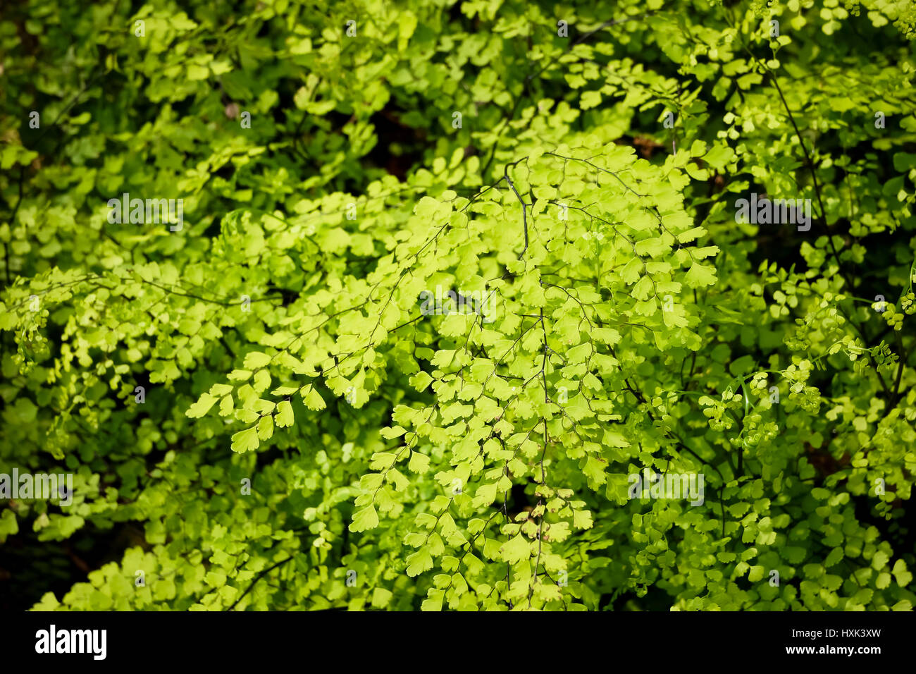 Little fern detail background Stock Photo - Alamy
