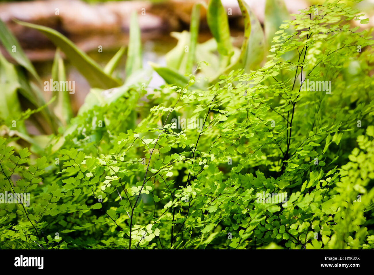 Little fern detail background Stock Photo - Alamy