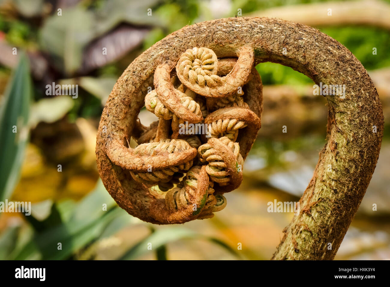 Little fern hi-res stock photography and images - Alamy