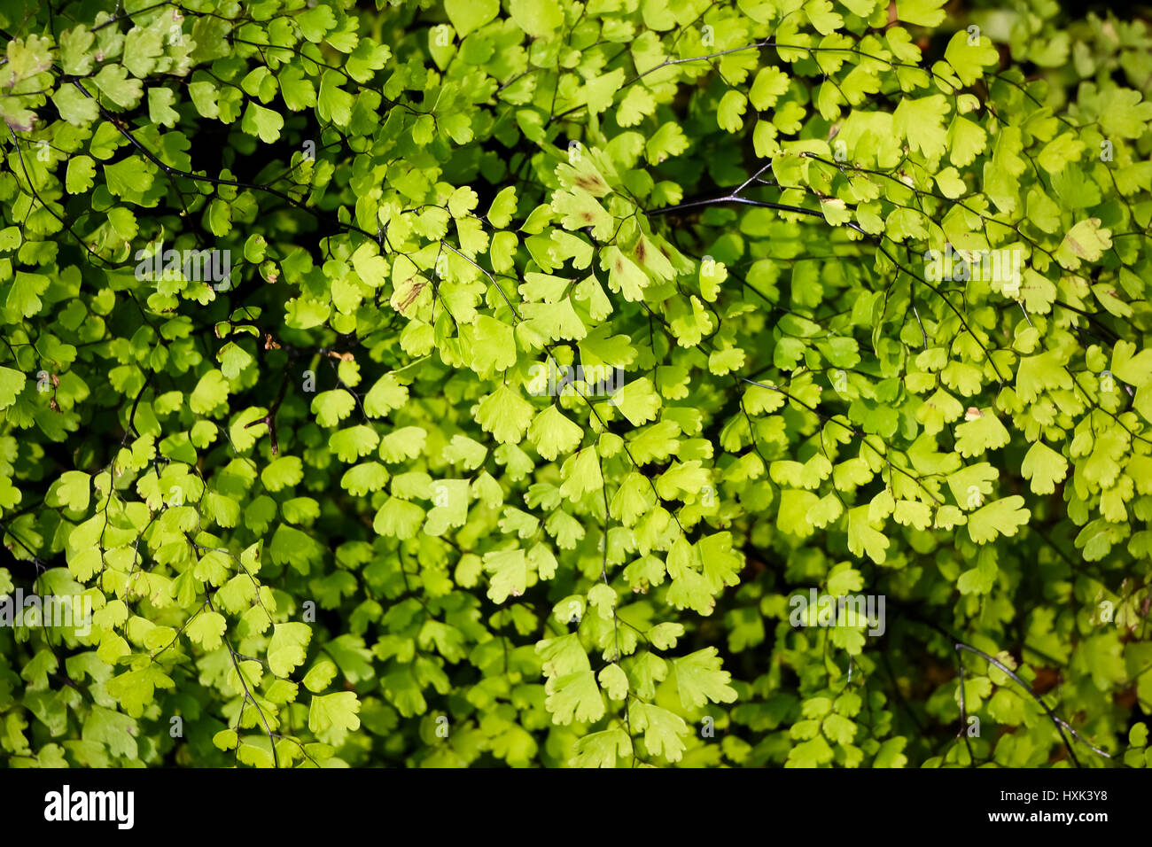 Little fern detail background Stock Photo - Alamy