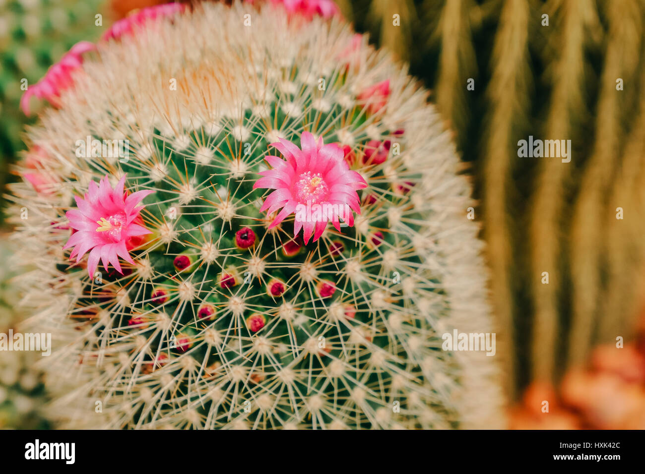 Pink cactus flower in full bloom Stock Photo - Alamy