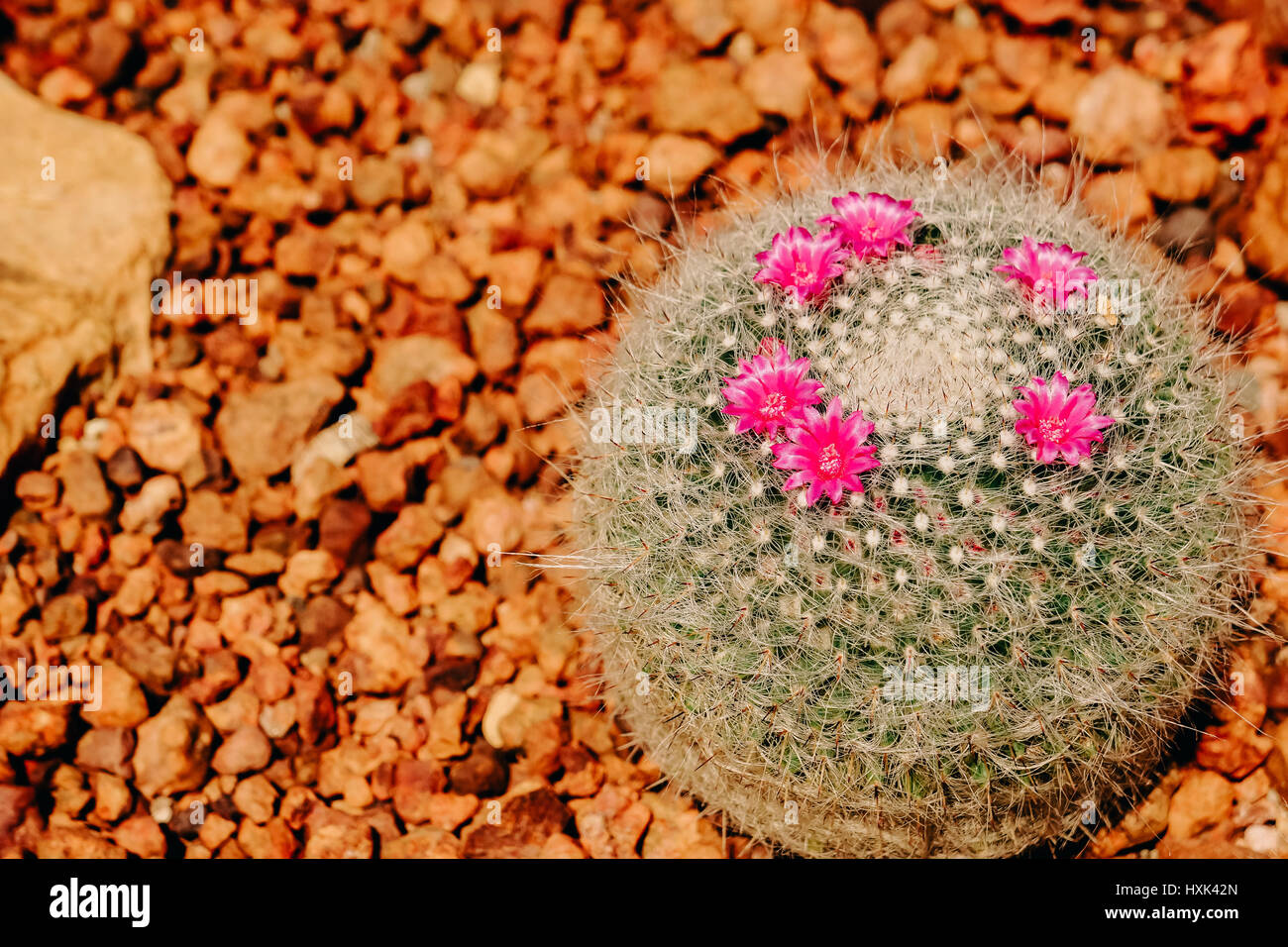 Pink cactus flower in full bloom Stock Photo - Alamy