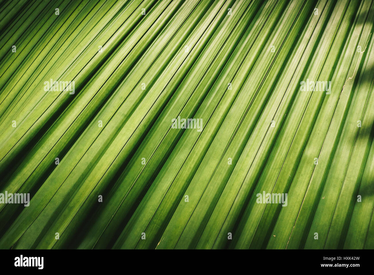 green leaf bird nest fern Stock Photo - Alamy