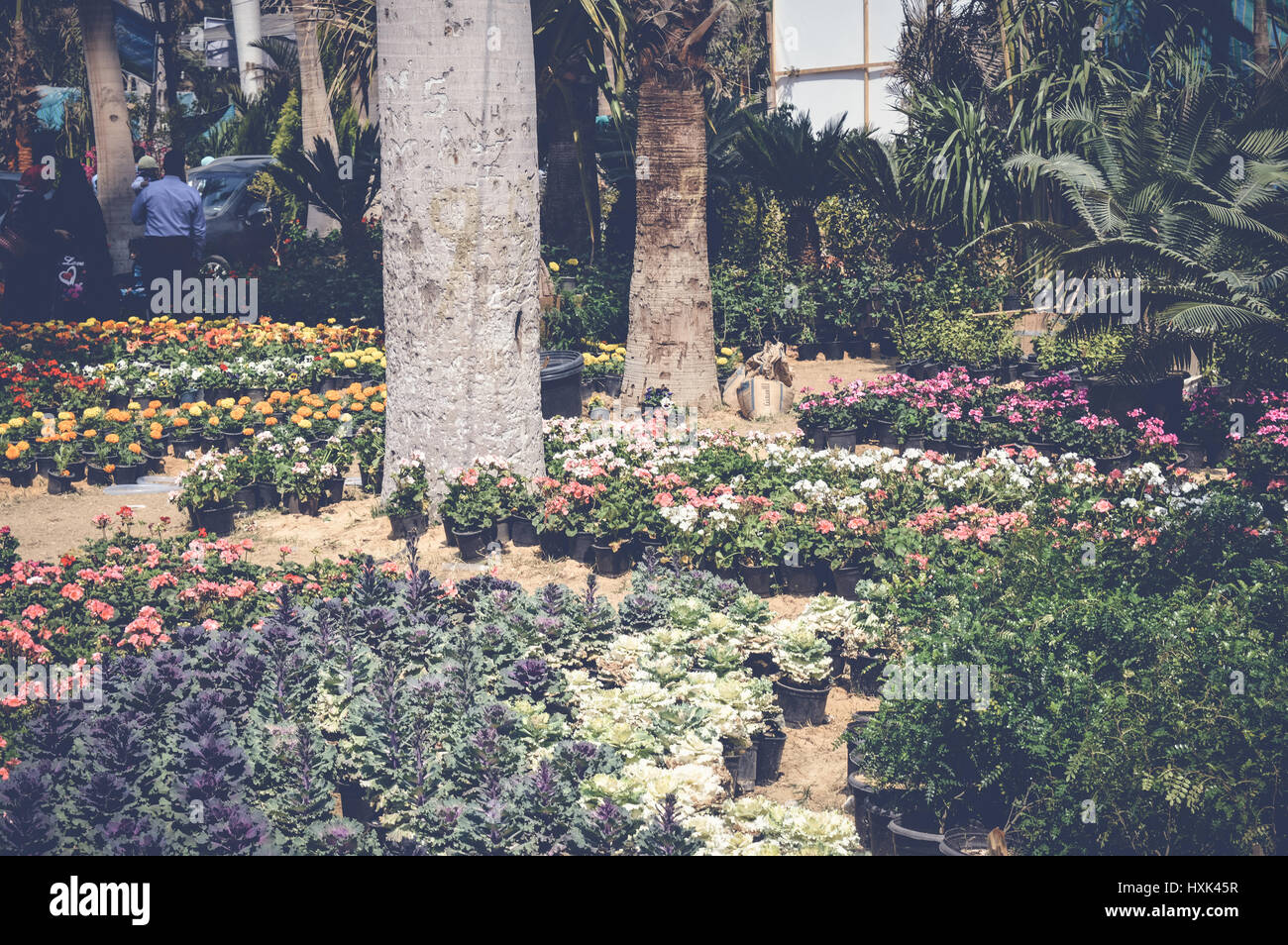 giza, egypt, march 25, 2017: plantation inside orman garden Stock Photo ...