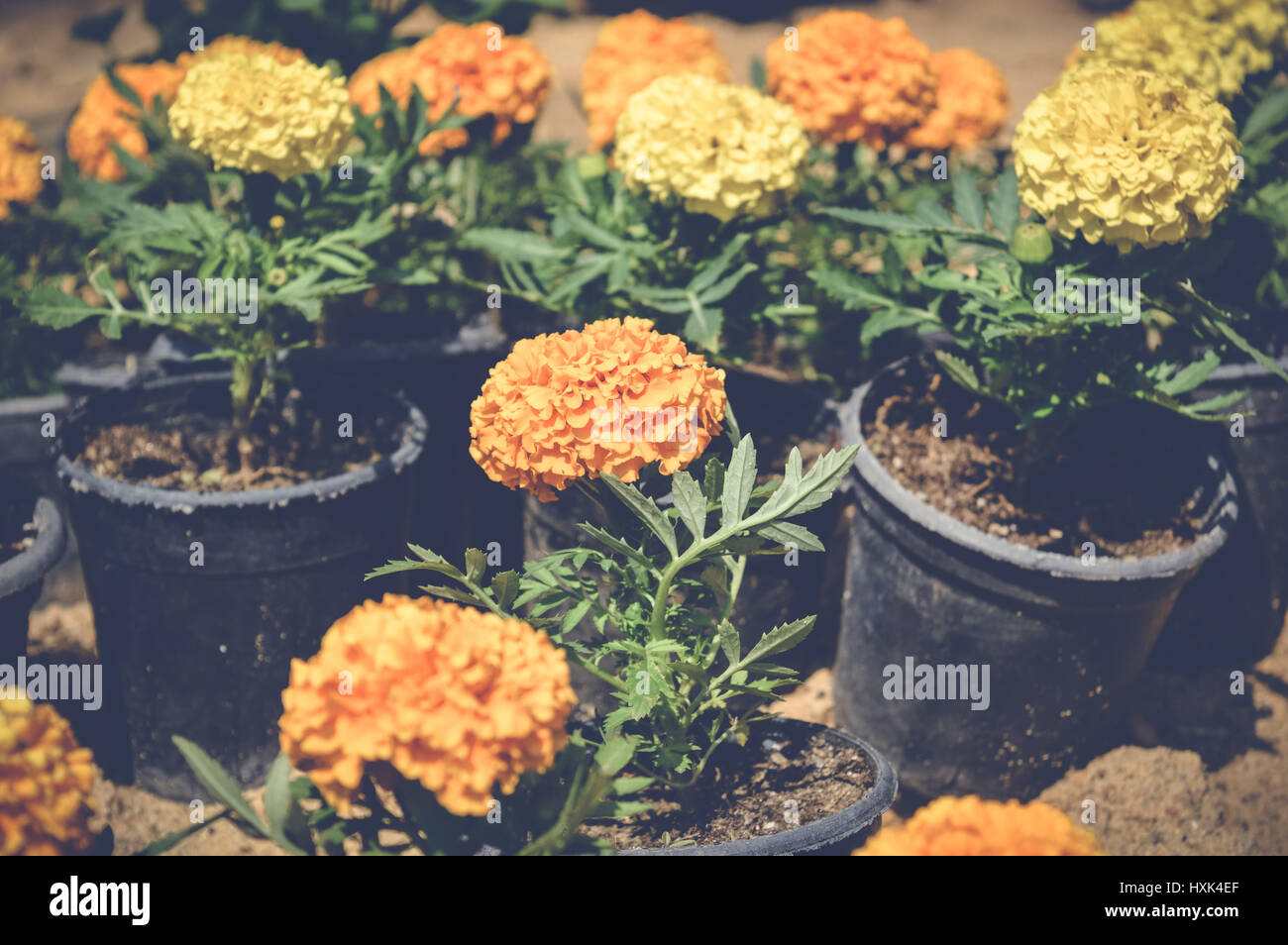 pots of marigold flowers Stock Photo - Alamy