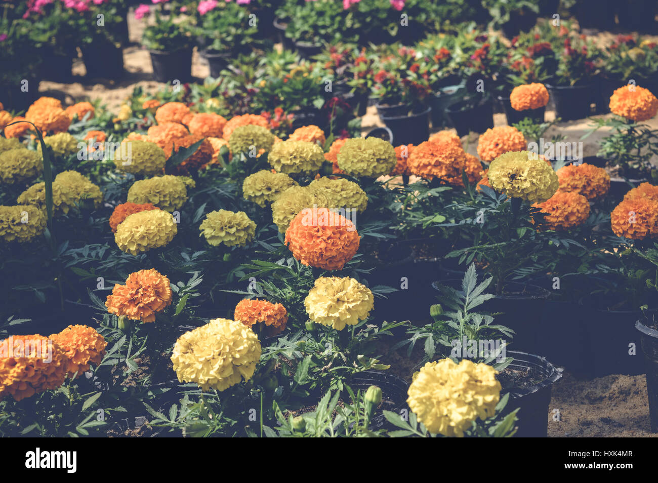 marigold flowers in garden Stock Photo - Alamy