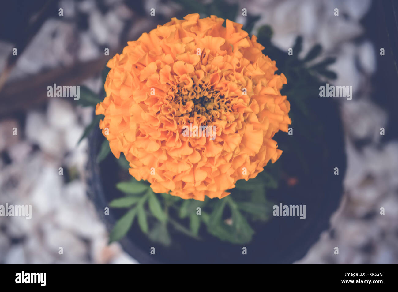 Top view blooming orange hi-res stock photography and images - Alamy