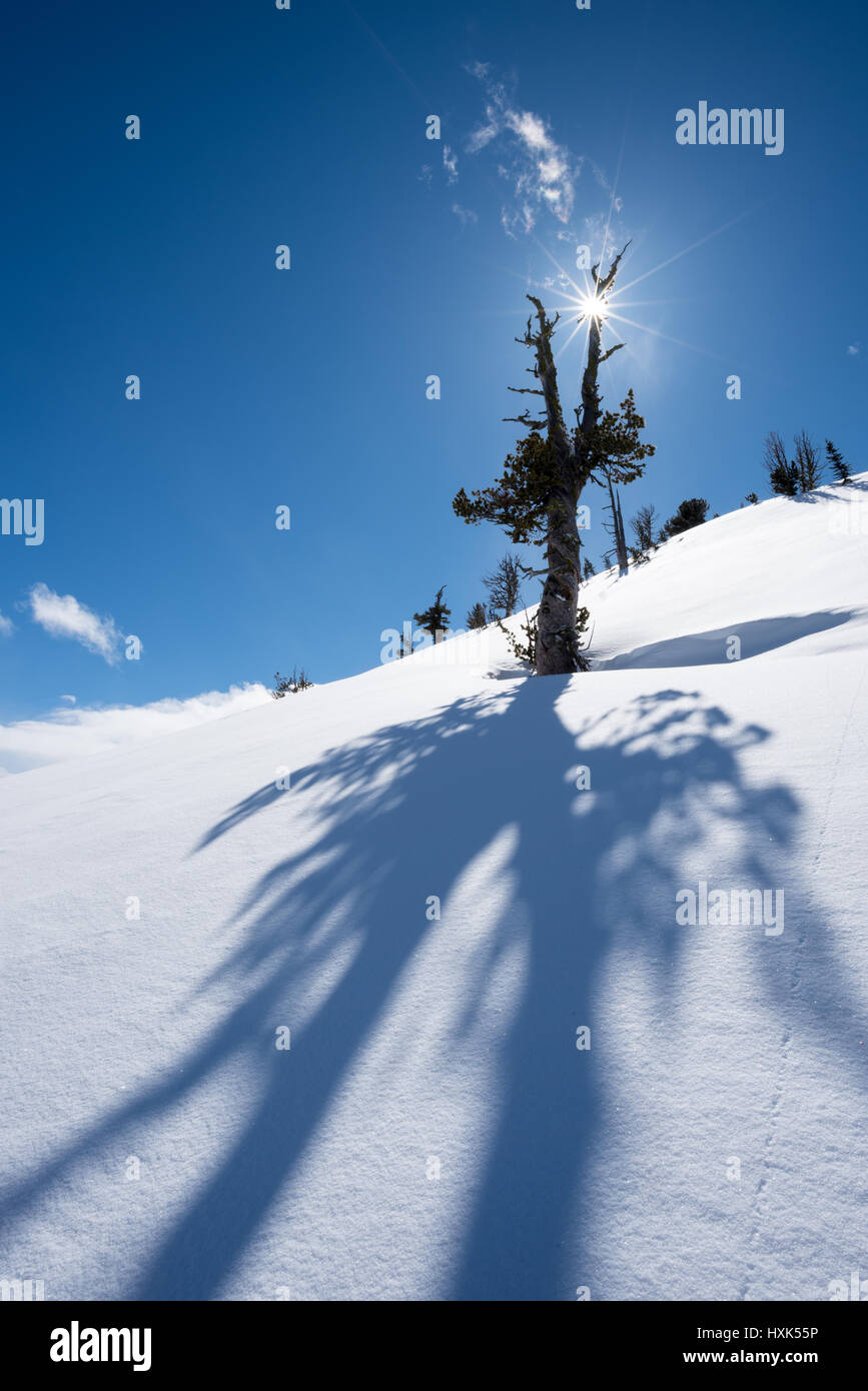 Tree casting shadow hi-res stock photography and images - Alamy