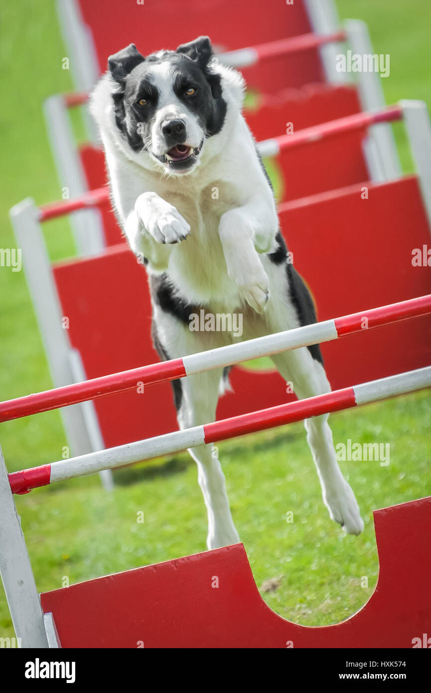 Obstacle Course Dogs Dog Show Stock Photos & Obstacle Course Dogs Dog ...