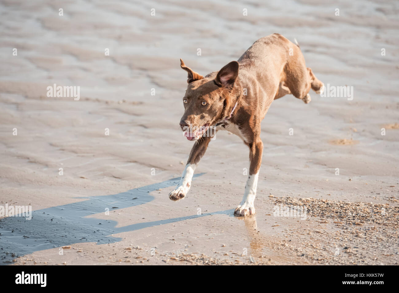 crazy playful dog on a beach chasing its own shadow Stock Photo - Alamy
