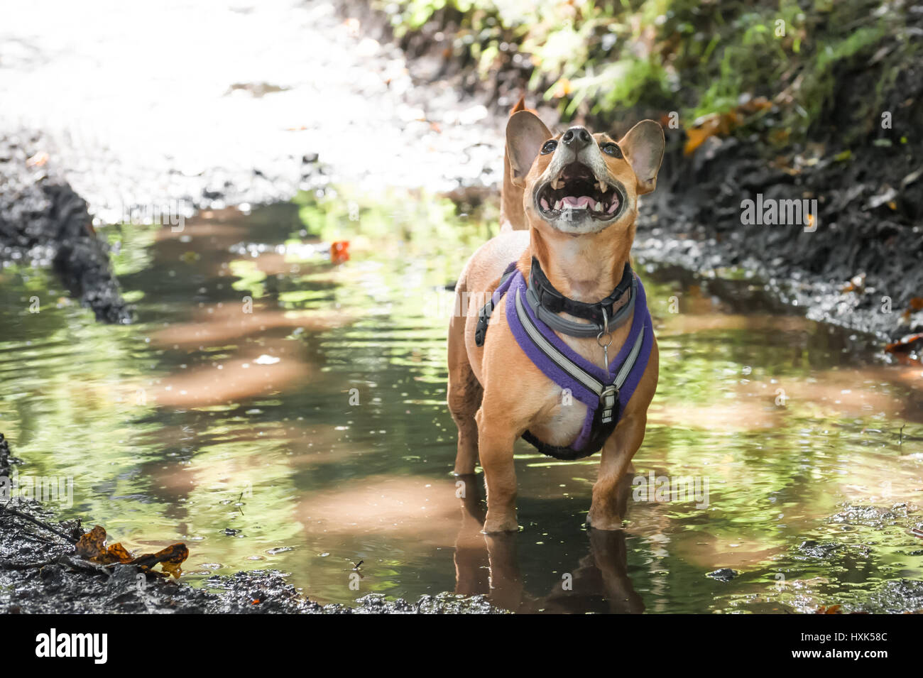 happy terrier dog standing in a puddle with its mouth open Stock Photo ...