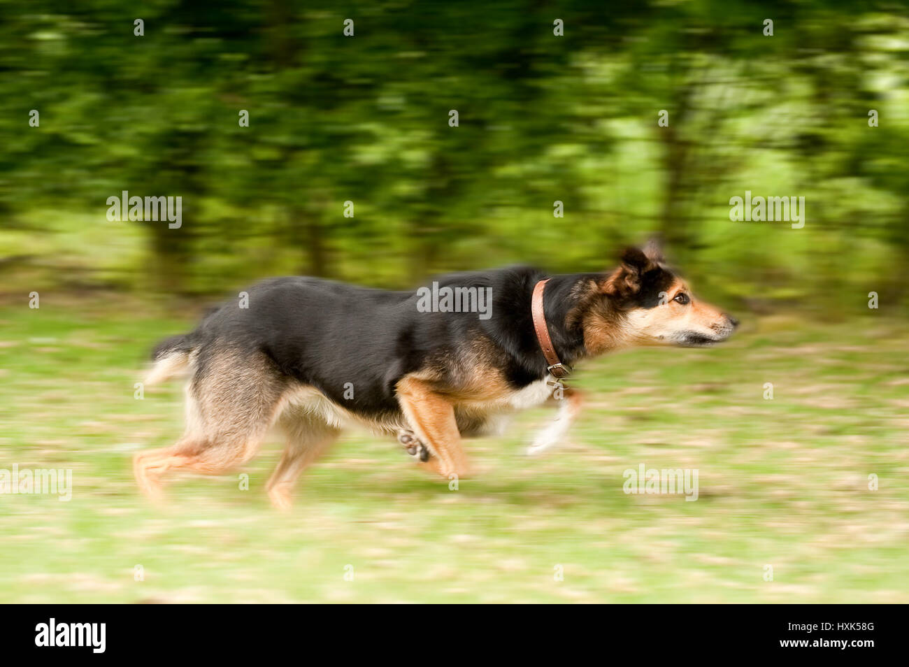 Large dog running hi-res stock photography and images - Alamy