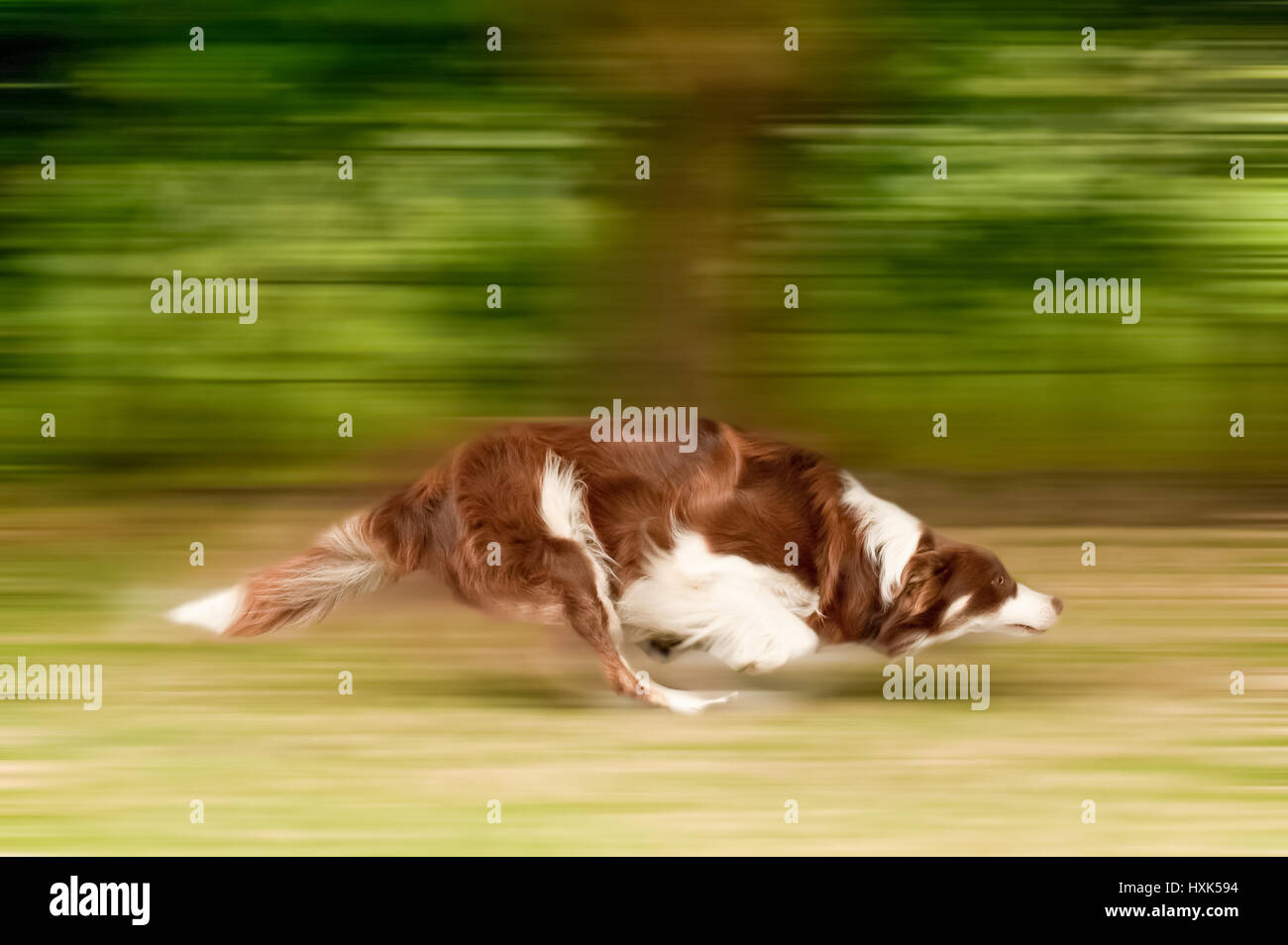 motion blur of a large dog running Stock Photo - Alamy