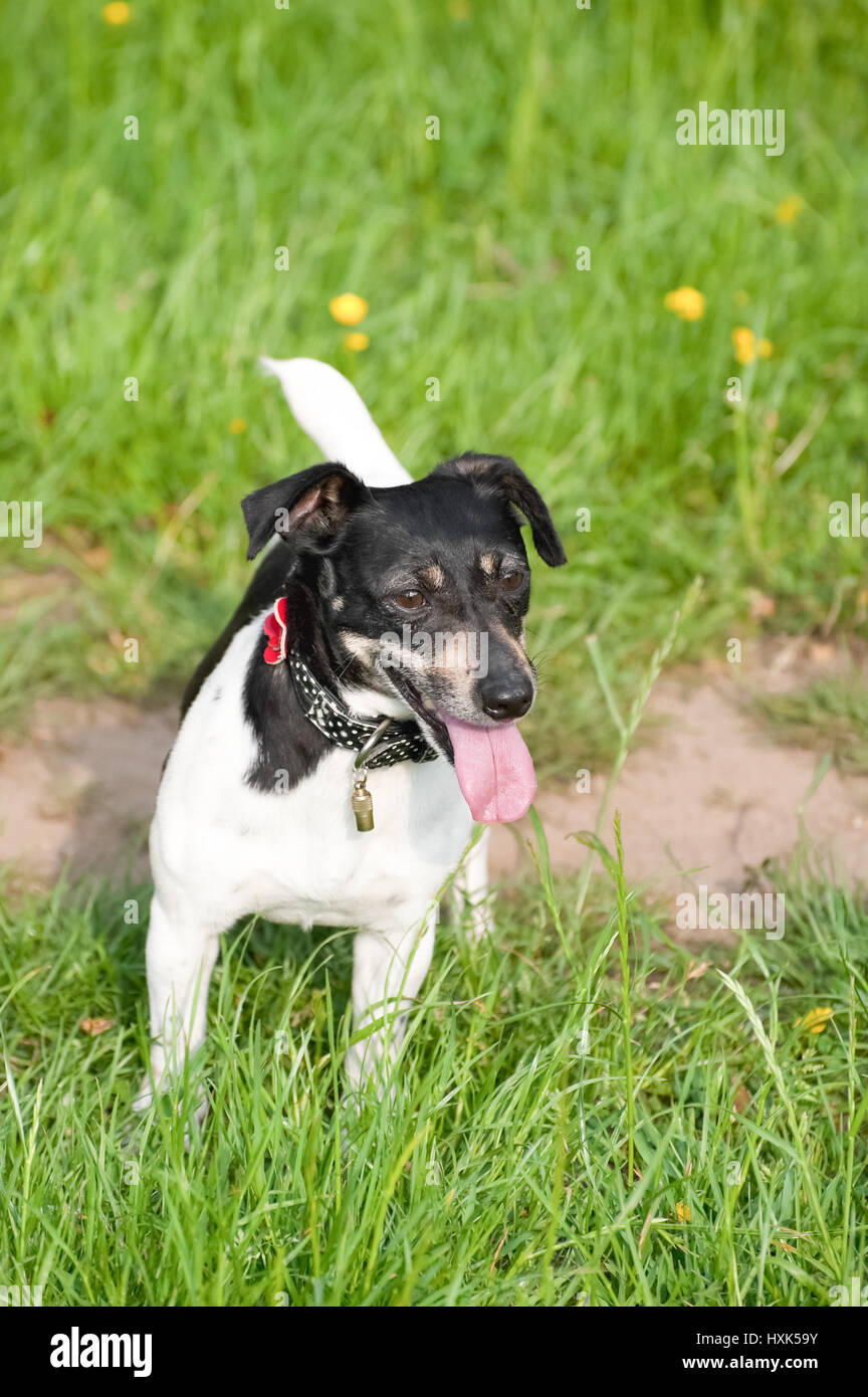 happy little jack russell terrier playing in a grassy meadow Stock ...