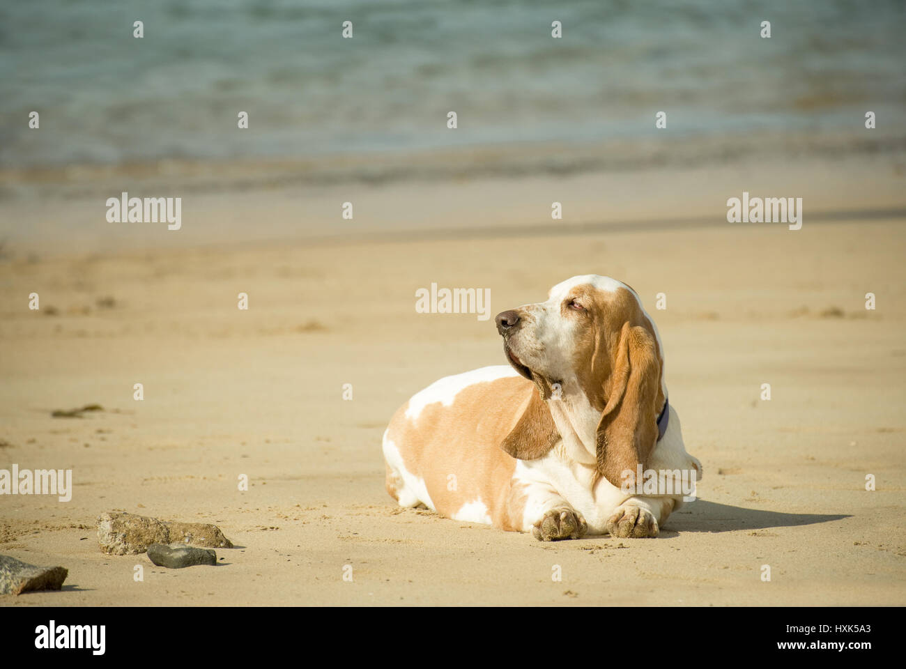 overweight basset hound lazing on a beach in the sun Stock Photo - Alamy