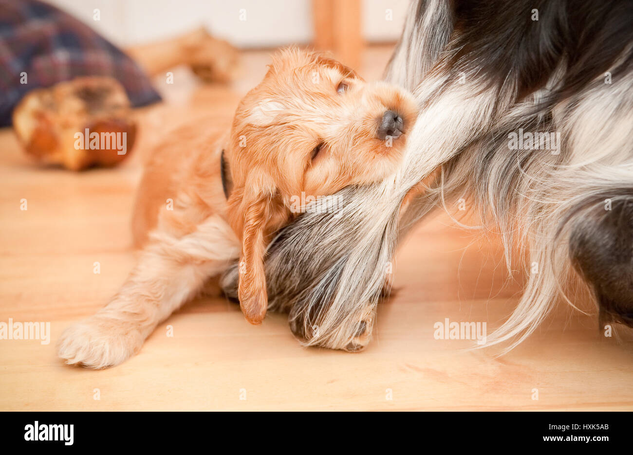 cute spaniel puppy biting the leg of a larger dog Stock Photo - Alamy
