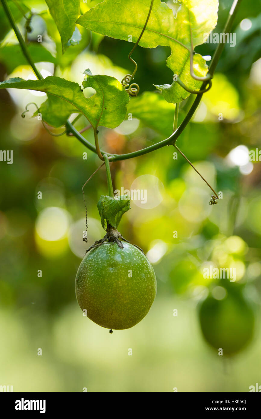 a passion fruit plantation near the city of Chiang Rai in North ...