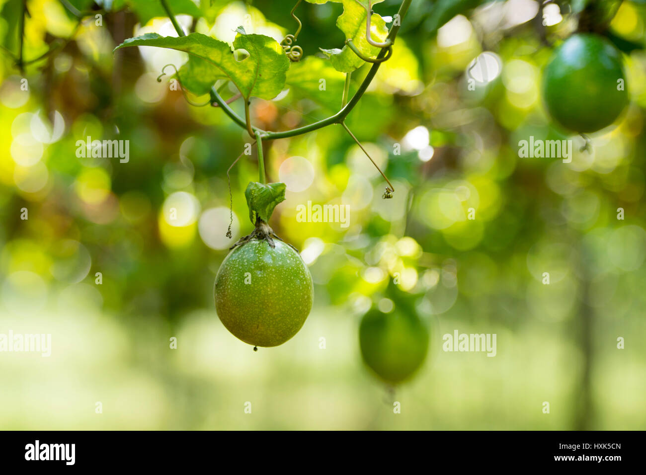 a passion fruit plantation near the city of Chiang Rai in North ...