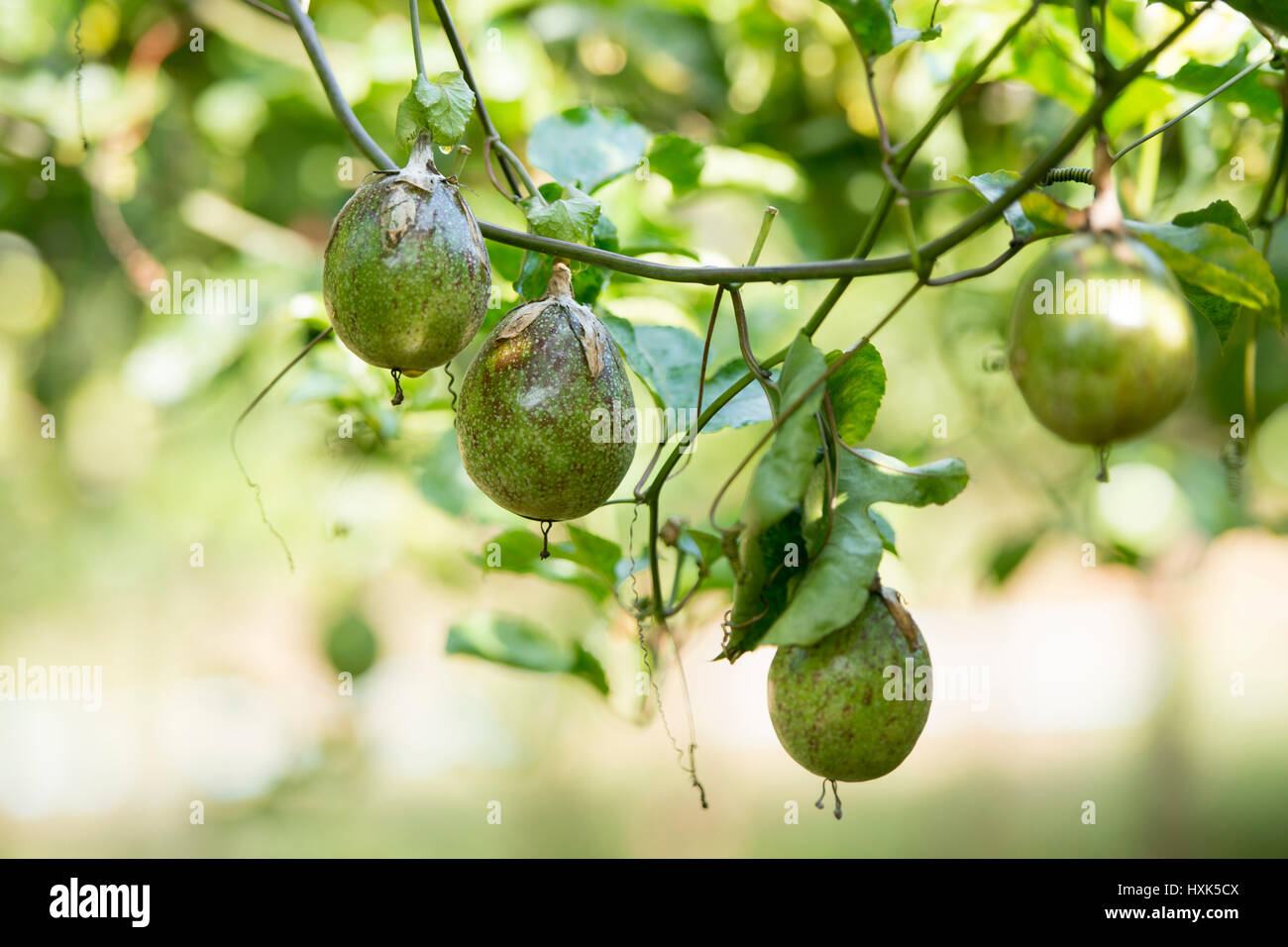 a passion fruit plantation near the city of Chiang Rai in North ...