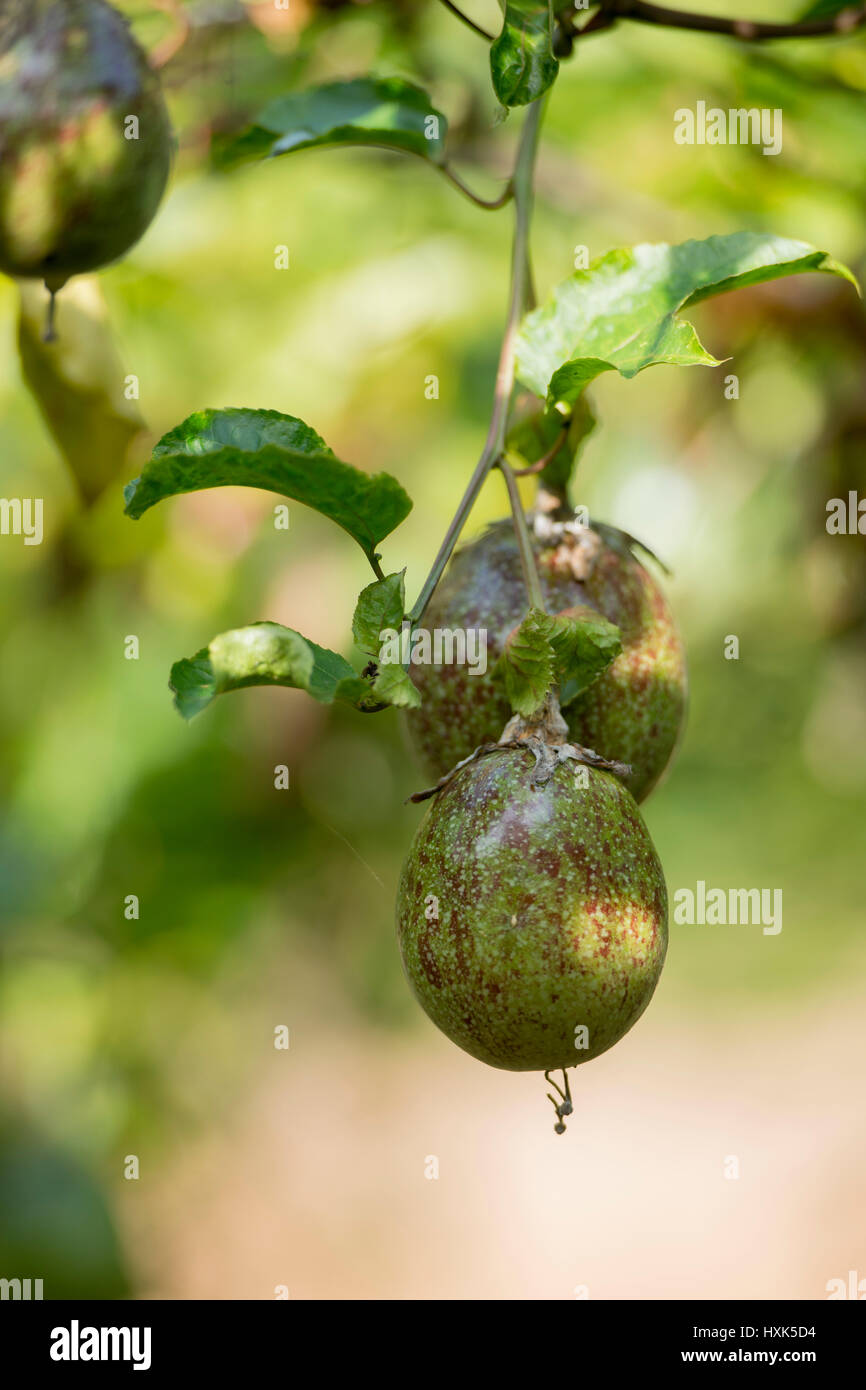 a passion fruit plantation near the city of Chiang Rai in North ...