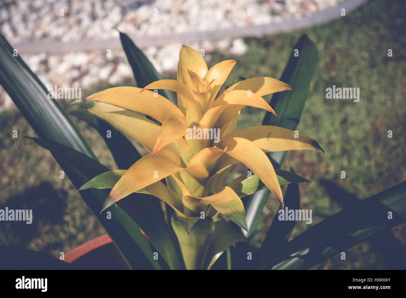yellow leaves spring background Stock Photo - Alamy