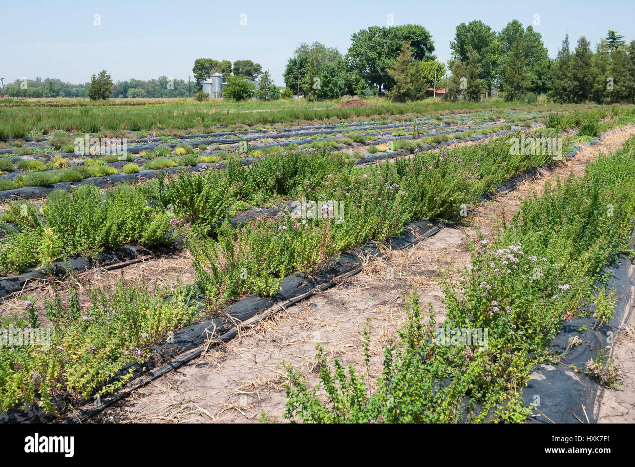 Rows of oregano (origanum vulgare) growing in a field Stock Photo - Alamy