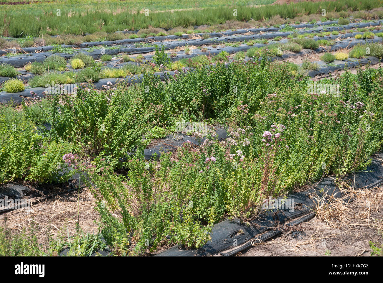 Rows of oregano (origanum vulgare) growing in a field Stock Photo - Alamy