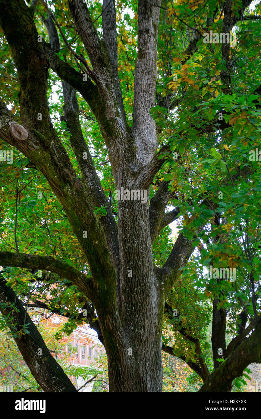 University of Oregon with Fall foliage as the leaves on the trees ...