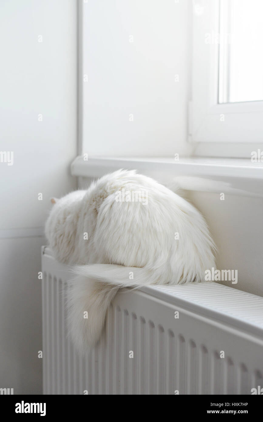 Cat sitting on radiator hi-res stock photography and images - Alamy