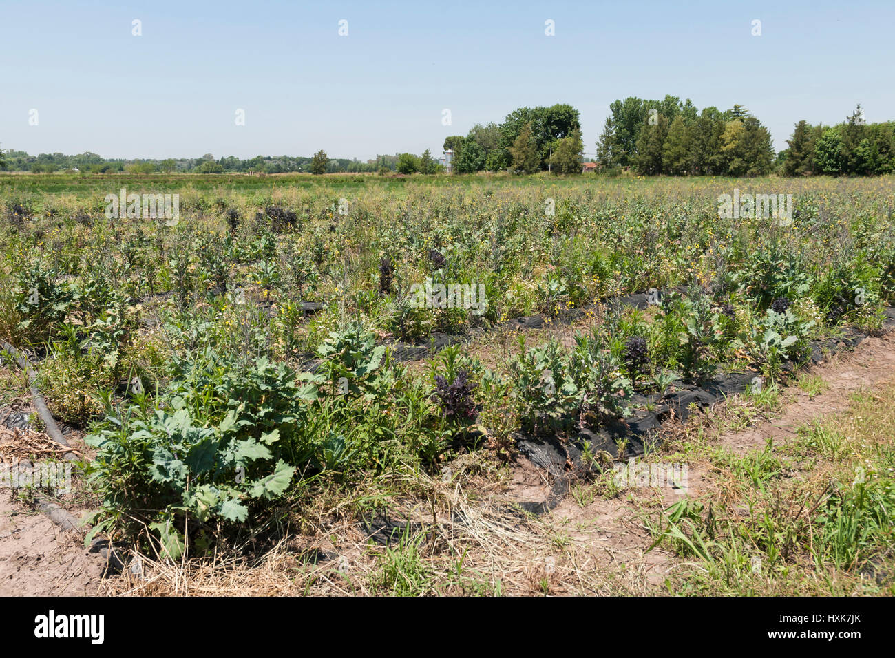 Row kale hi-res stock photography and images - Alamy
