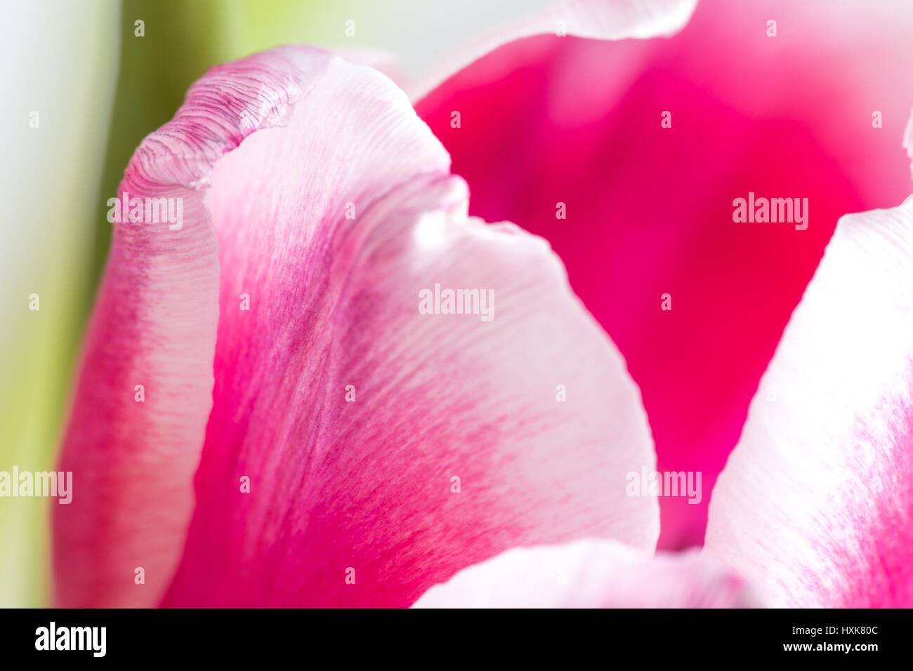Beautiful two colored tulips close up on white background. Isolated ...