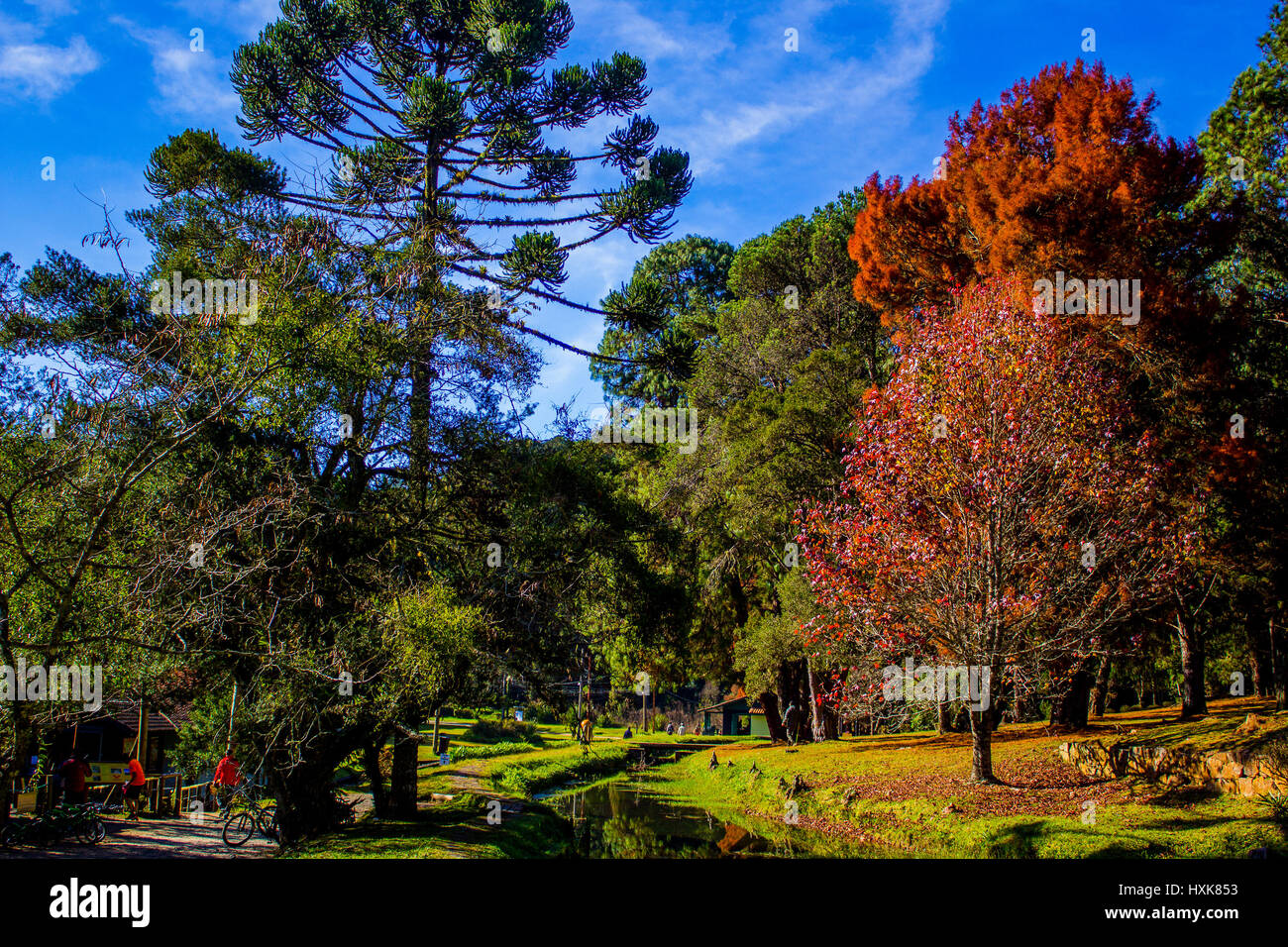 Florest hi-res stock photography and images - Alamy