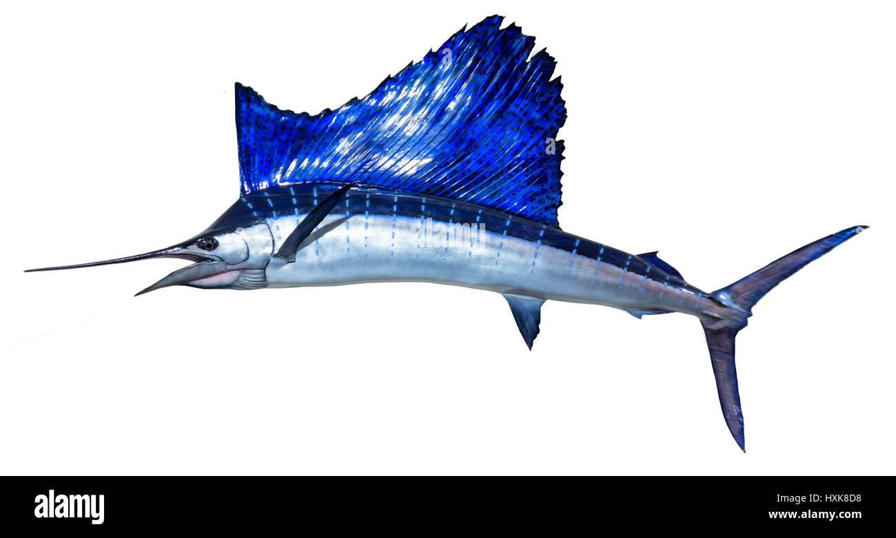Mounted Sailfish on a white background Stock Photo - Alamy