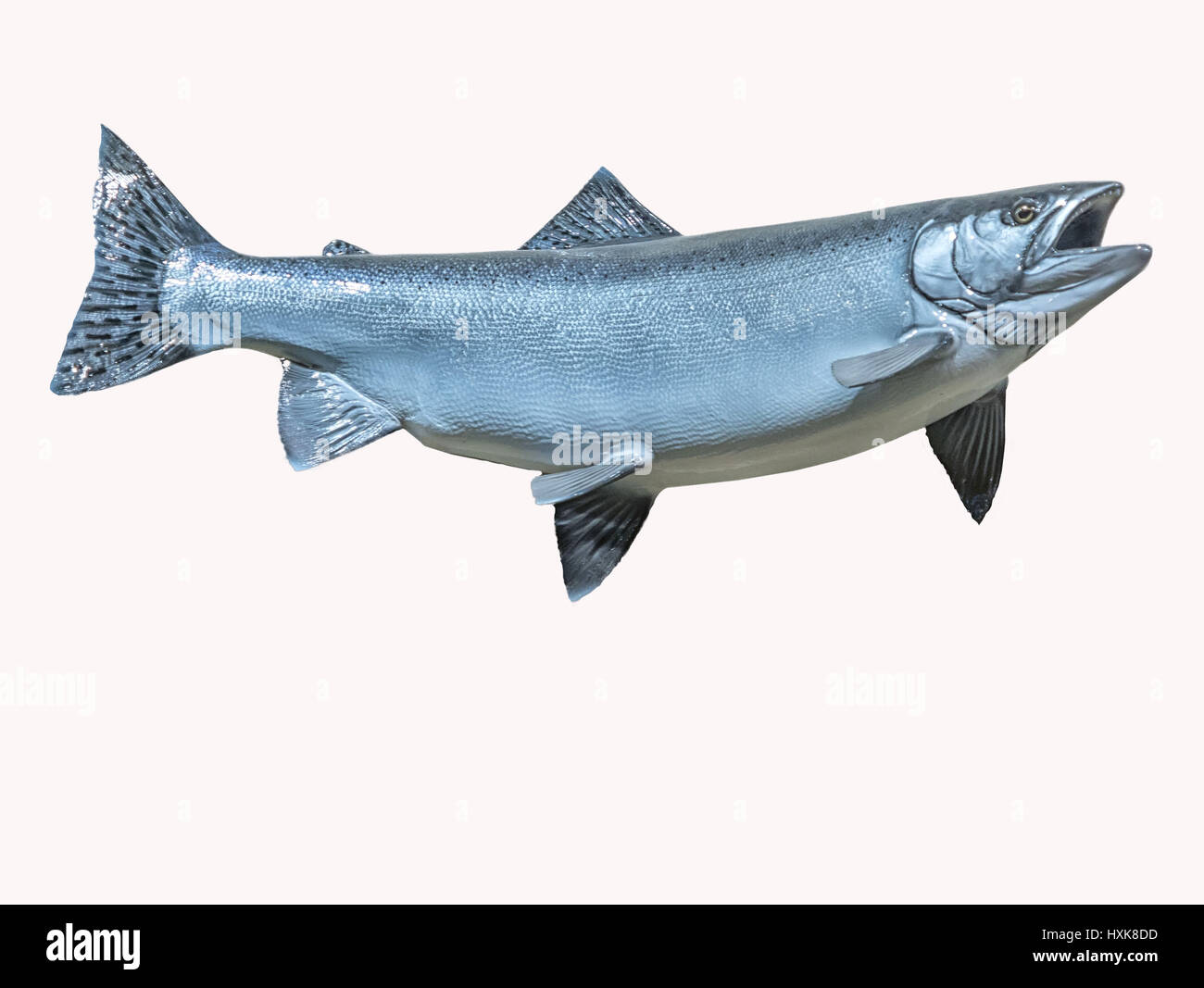 Pink salmon hi-res stock photography and images - Alamy