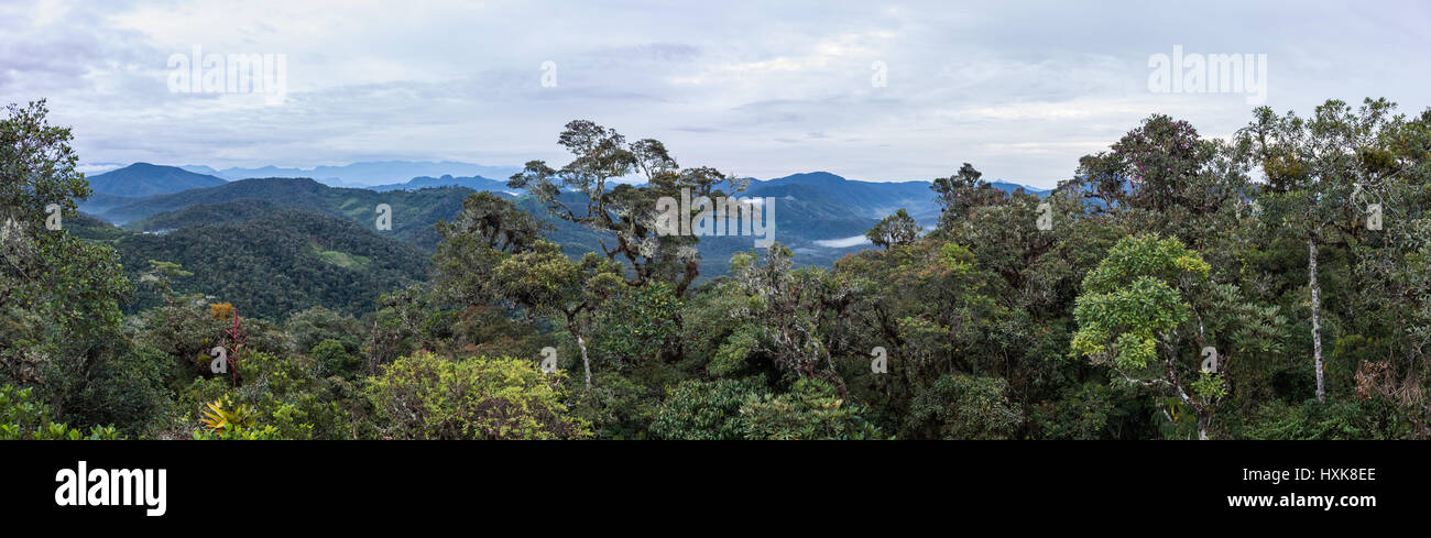Peru forest hi-res stock photography and images - Alamy