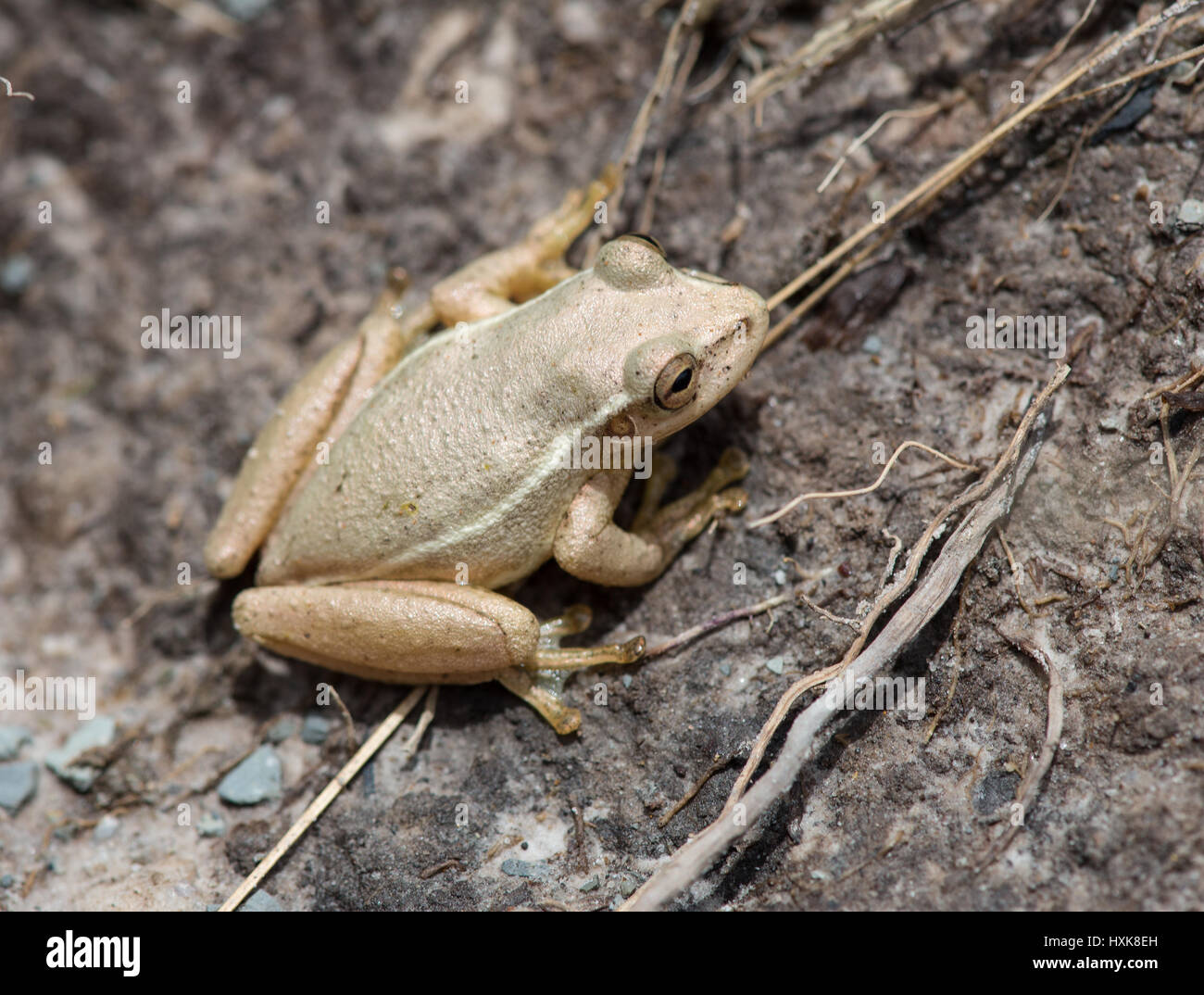 A light golden yellow colored frog. Northern Peru Stock Photo - Alamy