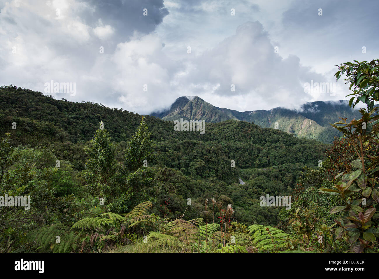 Andes Mountains and cloud forest in Northern Peru Stock Photo - Alamy